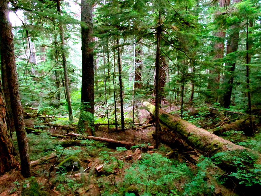 Man Charged in Child Porn Case in Snoqualmie NF "Gingerbread Treehouse"