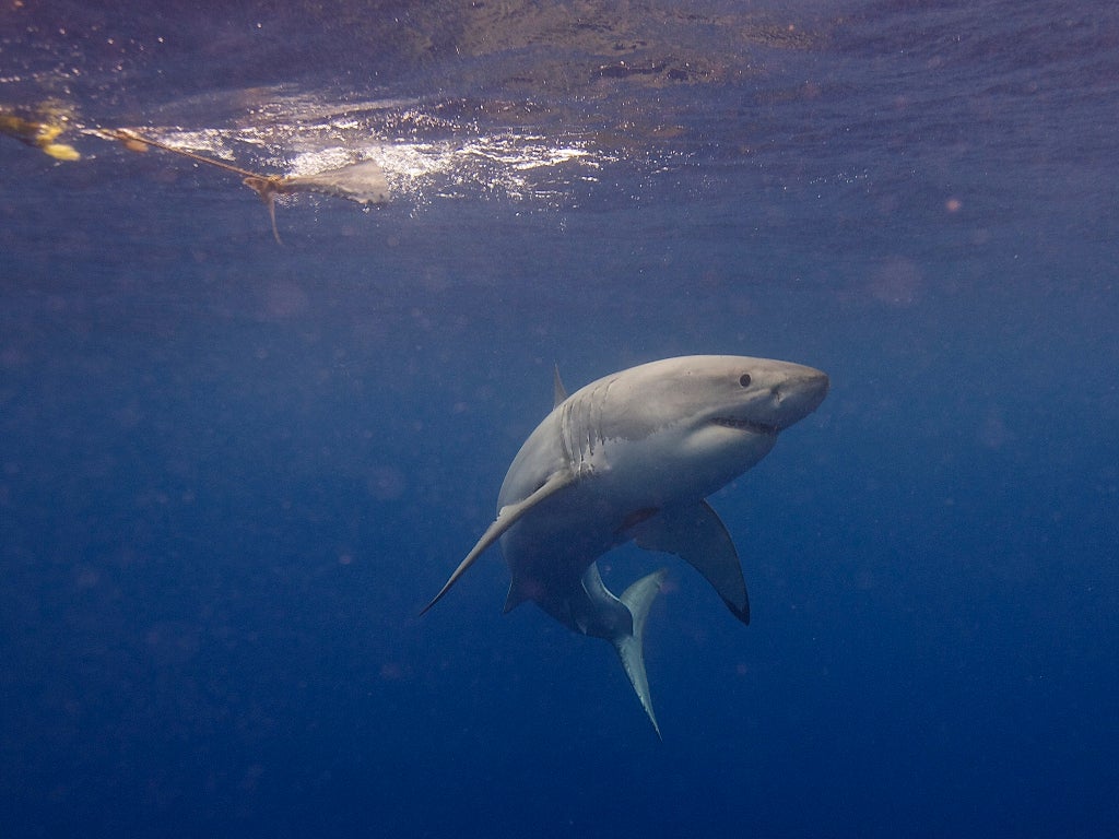 Shark Attacks Man Who Survived Colorado Bear Attack