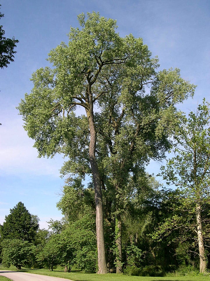 Illinois's Biggest Tree Discovered in New Preserve
