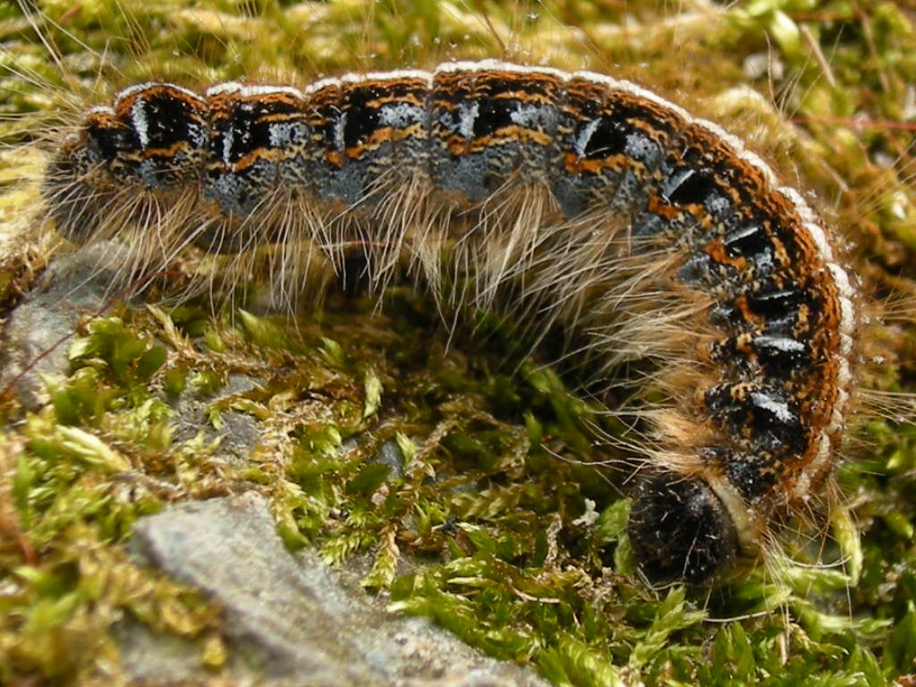 Gypsy Moth Spraying at Starved Rock, Matthiessen Has Begun