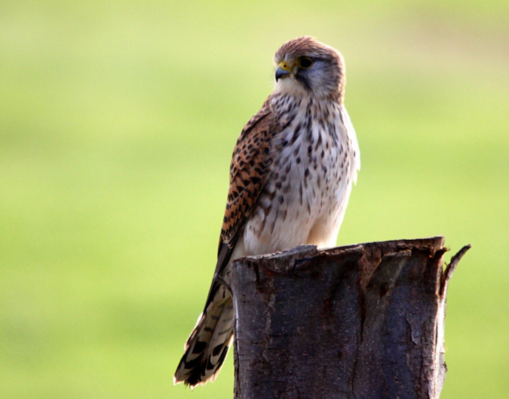 Kane County Program Fighting to Save Kestrels