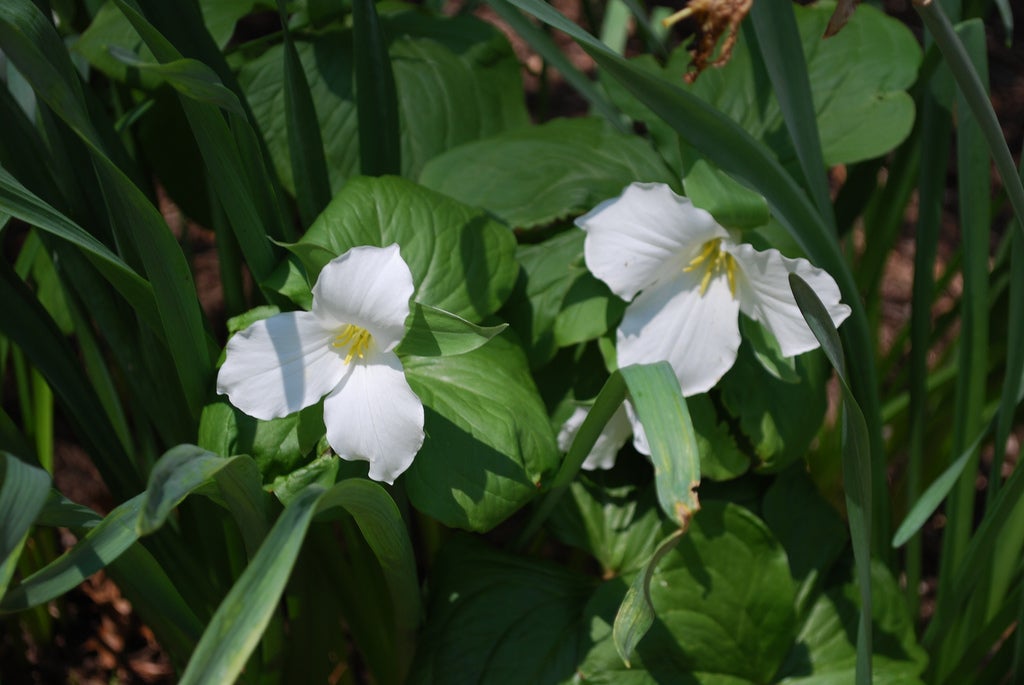 Where to Find Wildflowers in NW Indiana