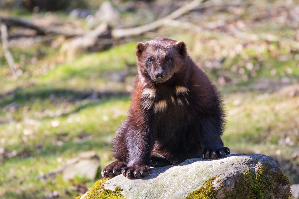 1st Breeding Female Wolverine Discovered in South Cascades