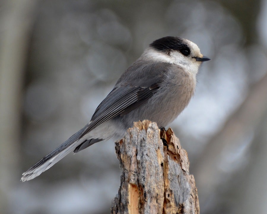 Gray Jay to be renamed Canada Jay