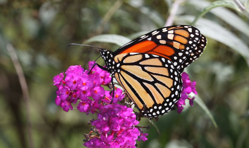 Bill to Protect Monarchs Advances in State Senate