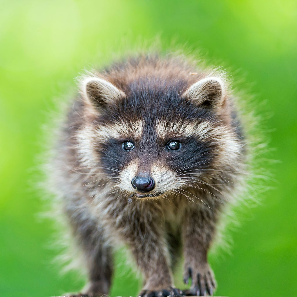 Woman Takes Home Baby Raccoon, Exposes 21 to Rabies