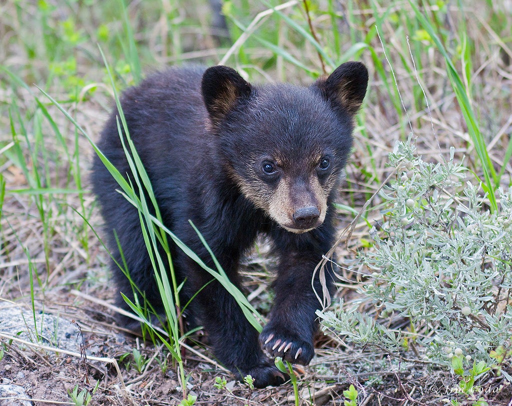 Injured Bear Cub Rescued after Durango Wildfire