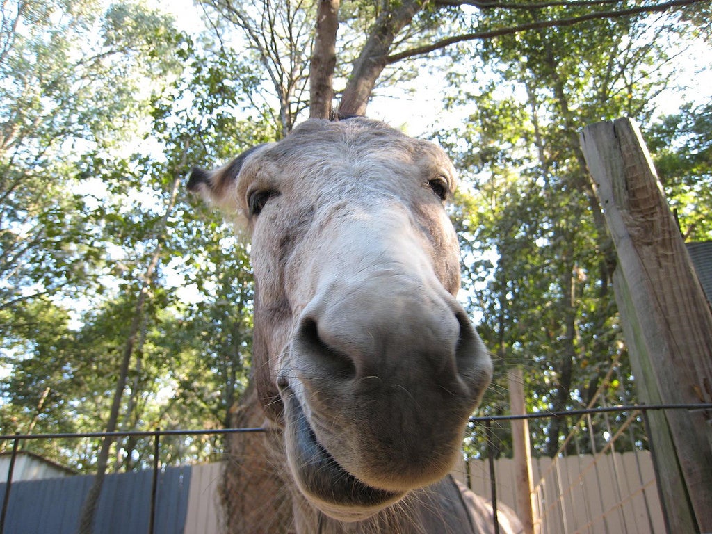 Game Ranch Reopening as Wildlife Sanctuary in Gwinnett County