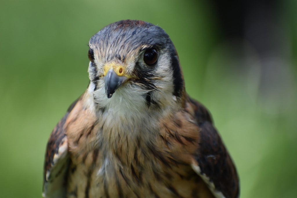 Biologists Begin Tracking Baby Falcons