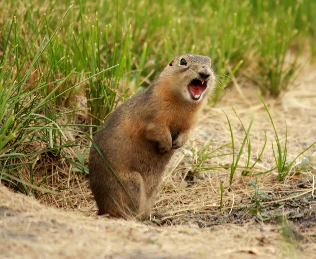 Arizona Prairie Dog Tests Positive for Plague