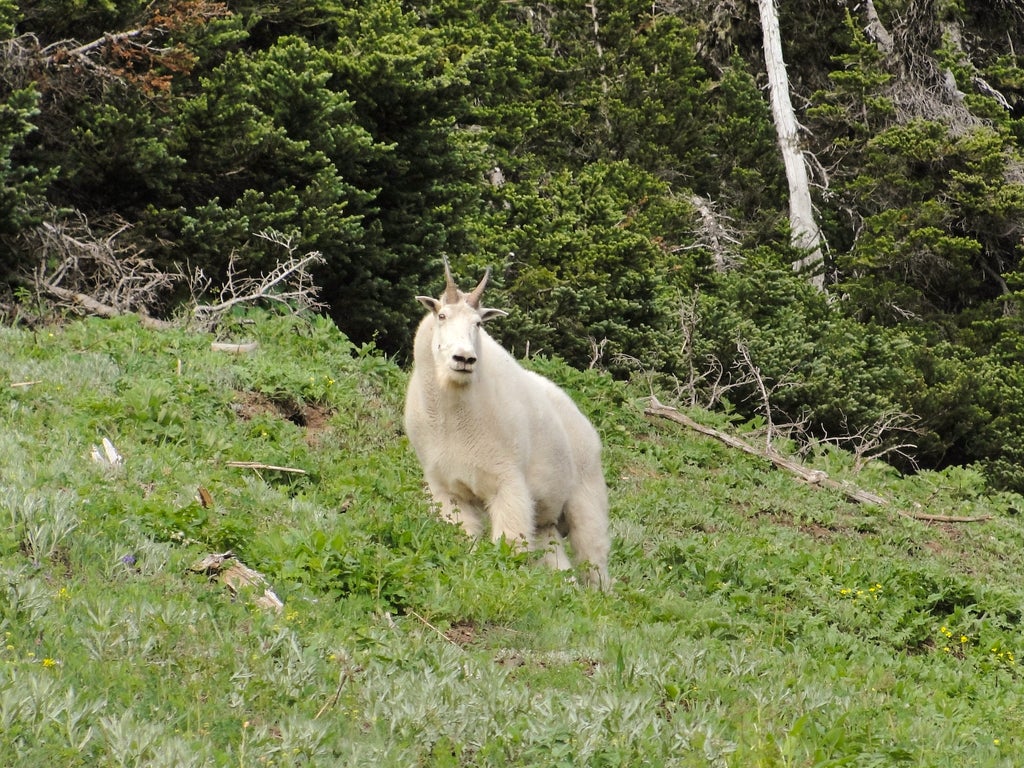 Goats Airlifted Out of Washington’s Olympic National Park