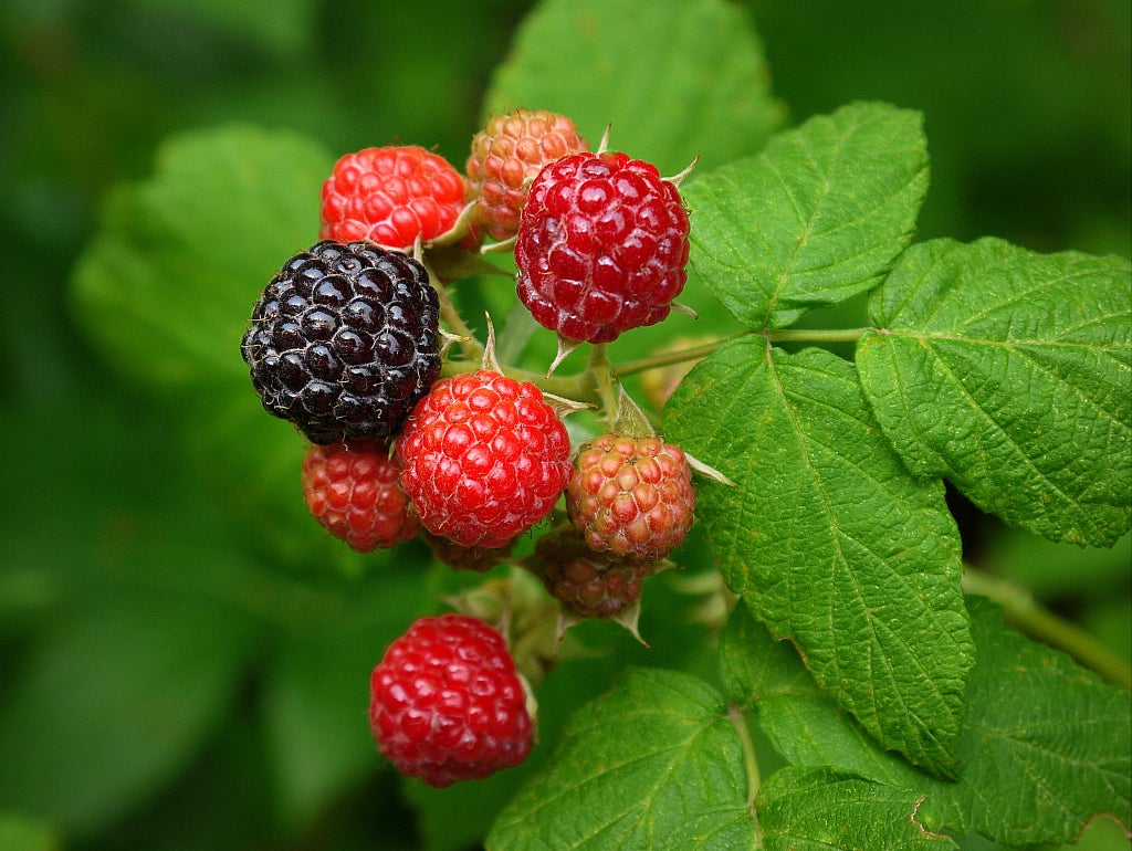 The Universal Edibility Test | Outdoor Survival Skills