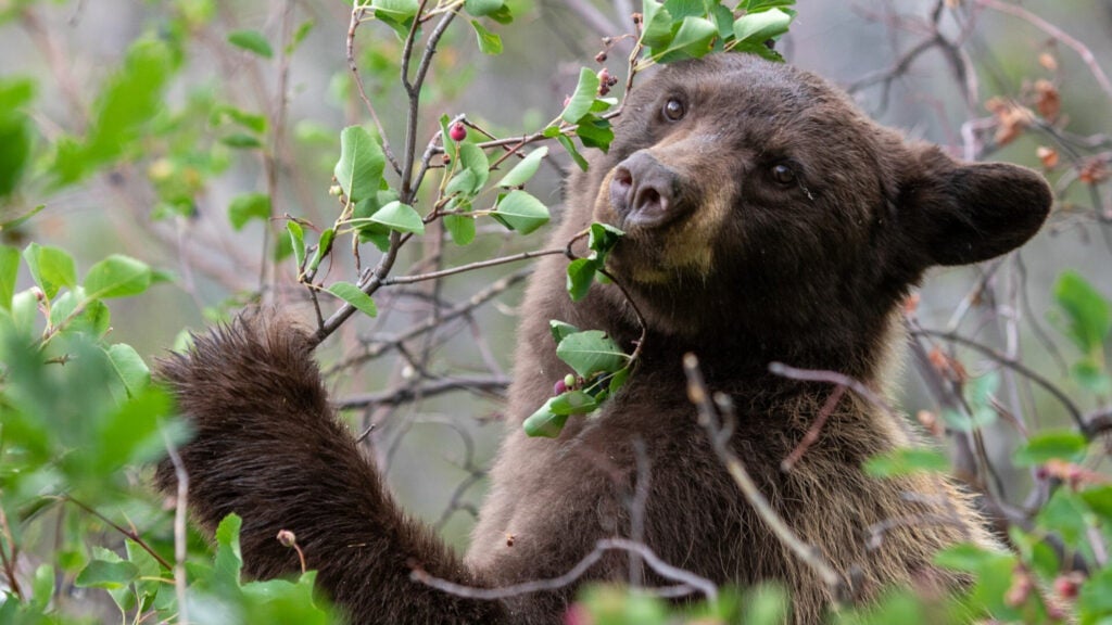 How Many Different Types of Bears Are There on Earth?