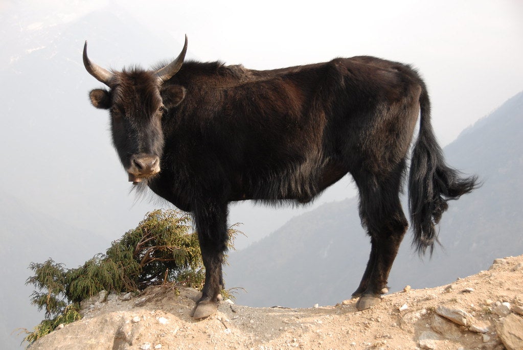 Careful Out There: Yaks, Slot Canyons, and the Into the Wild Bus