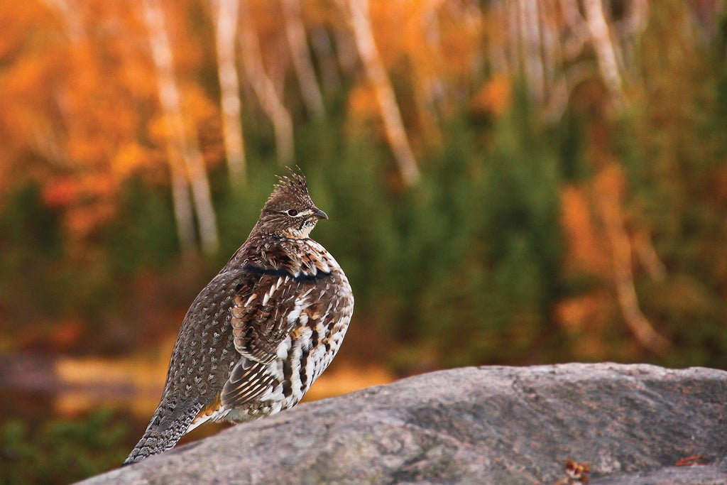 Birding for Hikers | Birding and Birdwatching on the Hiking Trail