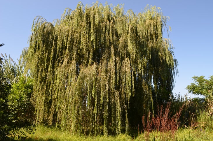 14 Amazing Tree Facts to Impress Your Hiking Partners - Backpacker