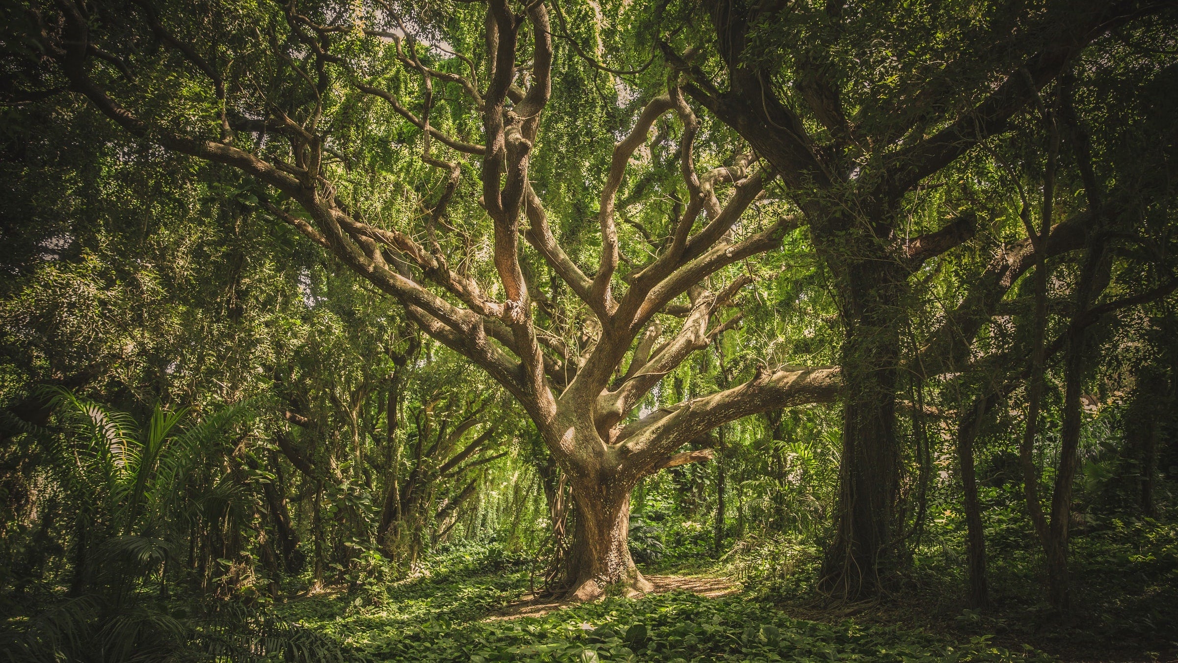 14 Amazing Tree Facts to Impress Your Hiking Partners - Backpacker