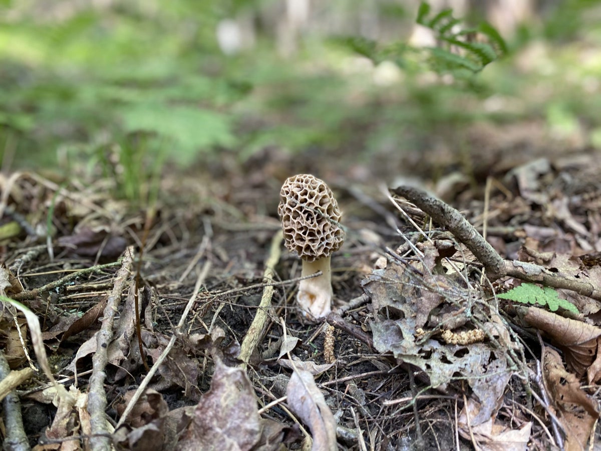 Meet Professional Mushroom Forager Beck Ferguson - Backpacker