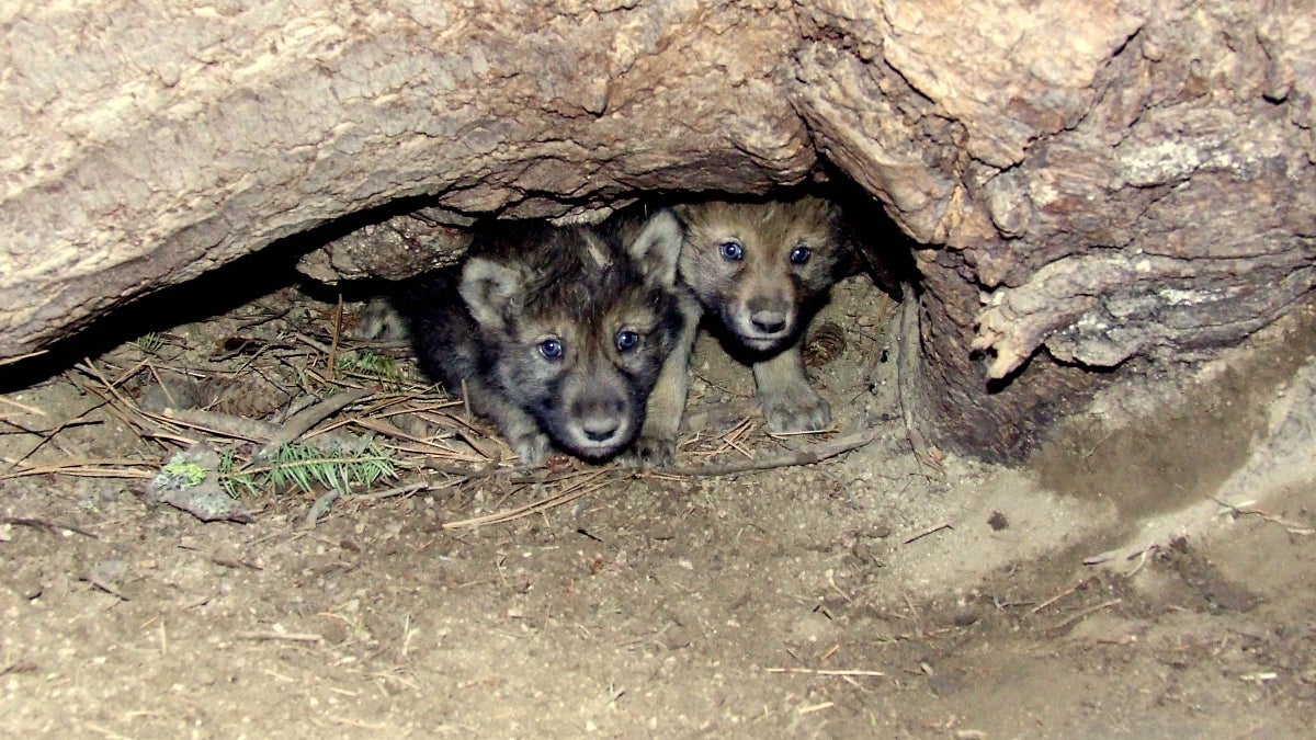 Colorado Just Confirmed Its First Wolf Pups Since the 1940s - Backpacker