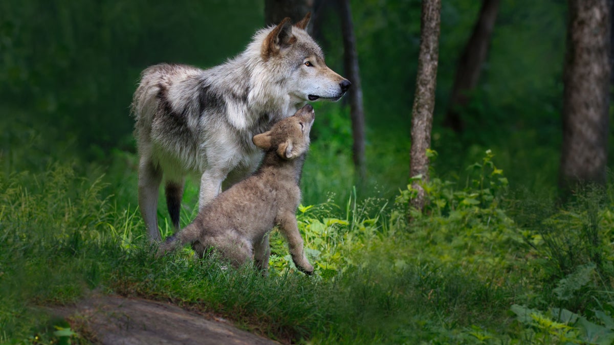 Gray Wolves Are Back on the Endangered Species List - Backpacker