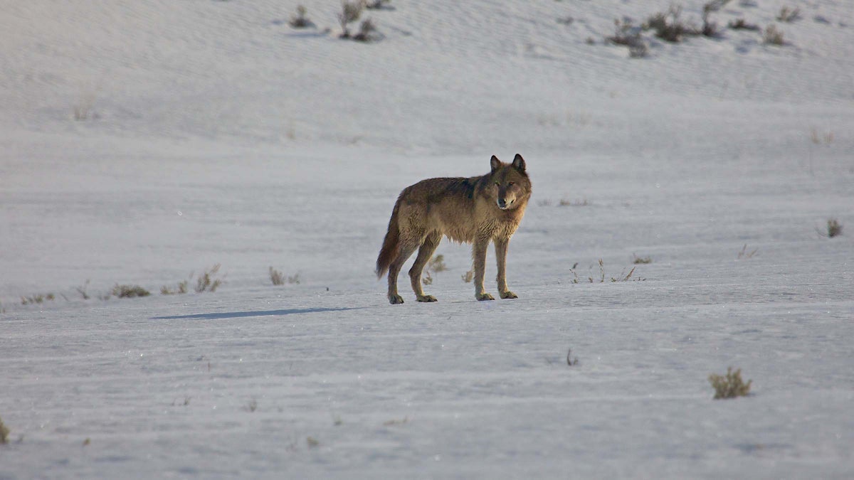 Hunters Killed 20 Yellowstone Wolves—and the Season Isn't Over - Backpacker