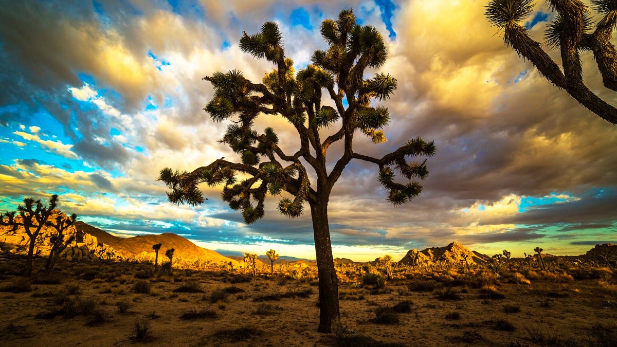 Joshua Tree National Park and a Local Tribe Will Collaborate Under a ...