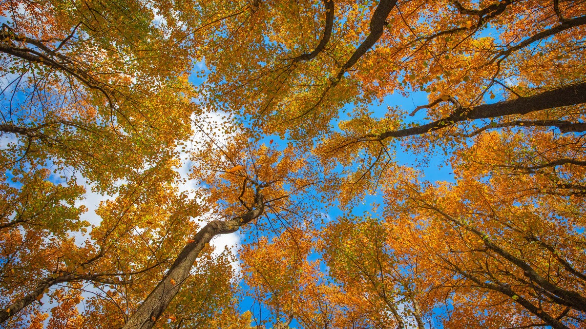 7 Fall Leaf Hikes That Will Set Your World on Fire - Backpacker