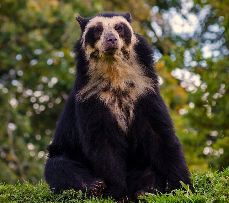 The 8 Best Hikes to See Bears Around the World - Backpacker