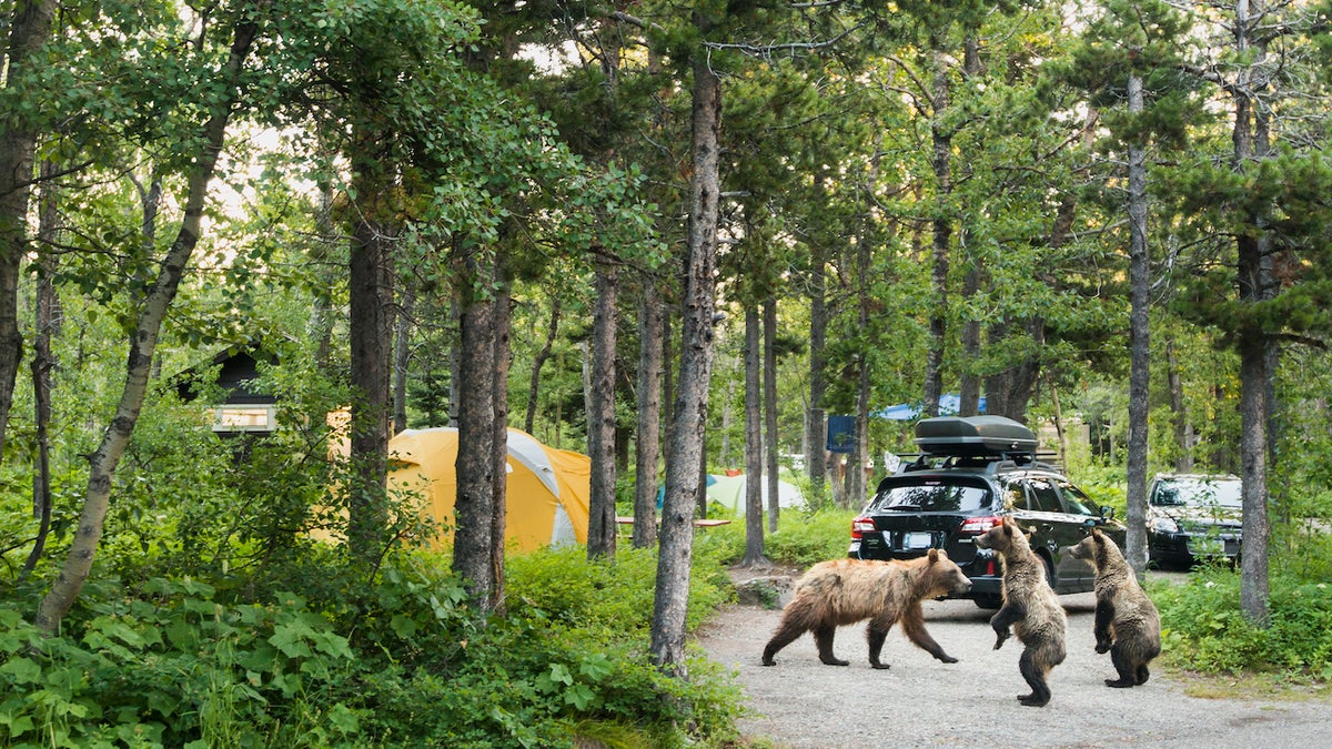 What a Terrifying Summer Camp Taught Me About Bear Safety - Backpacker