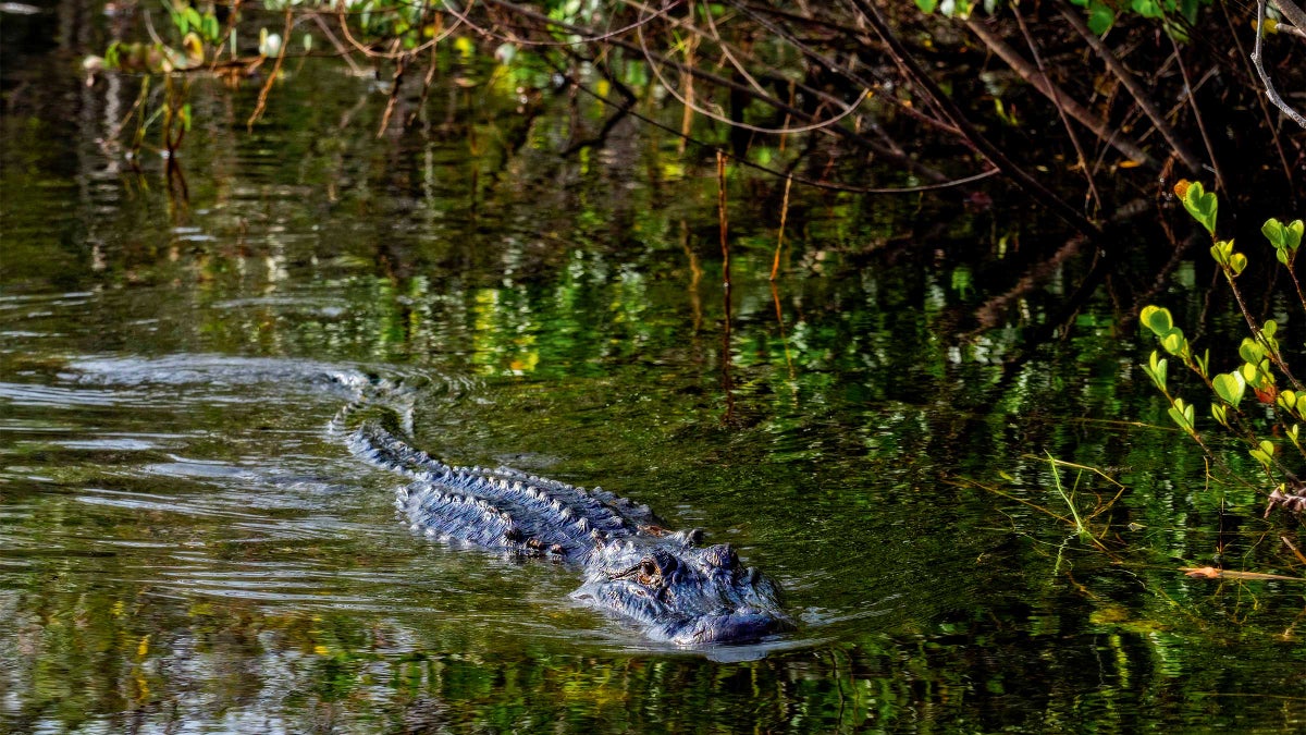 Attacked by an Alligator - Backpacker