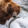 A Bear Enthusiast’s Guide to Katmai National Park