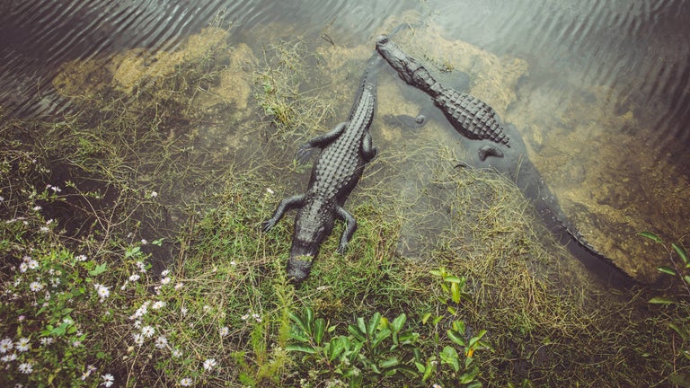 What You Need to Know About Alligators Before Hiking or Paddling in ...