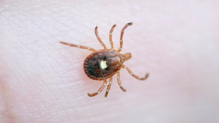 Remove a Tick the Right Way Before It Can Make You Sick - Backpacker