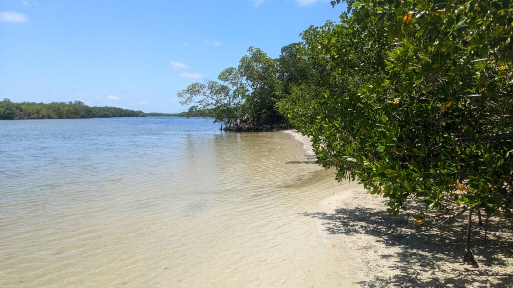 Explore Florida's Mangrove Forests along the Sandfly Island Loop
