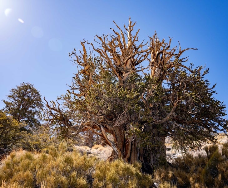 See the World's Oldest Trees on These 5 Spectacular Hikes - Backpacker