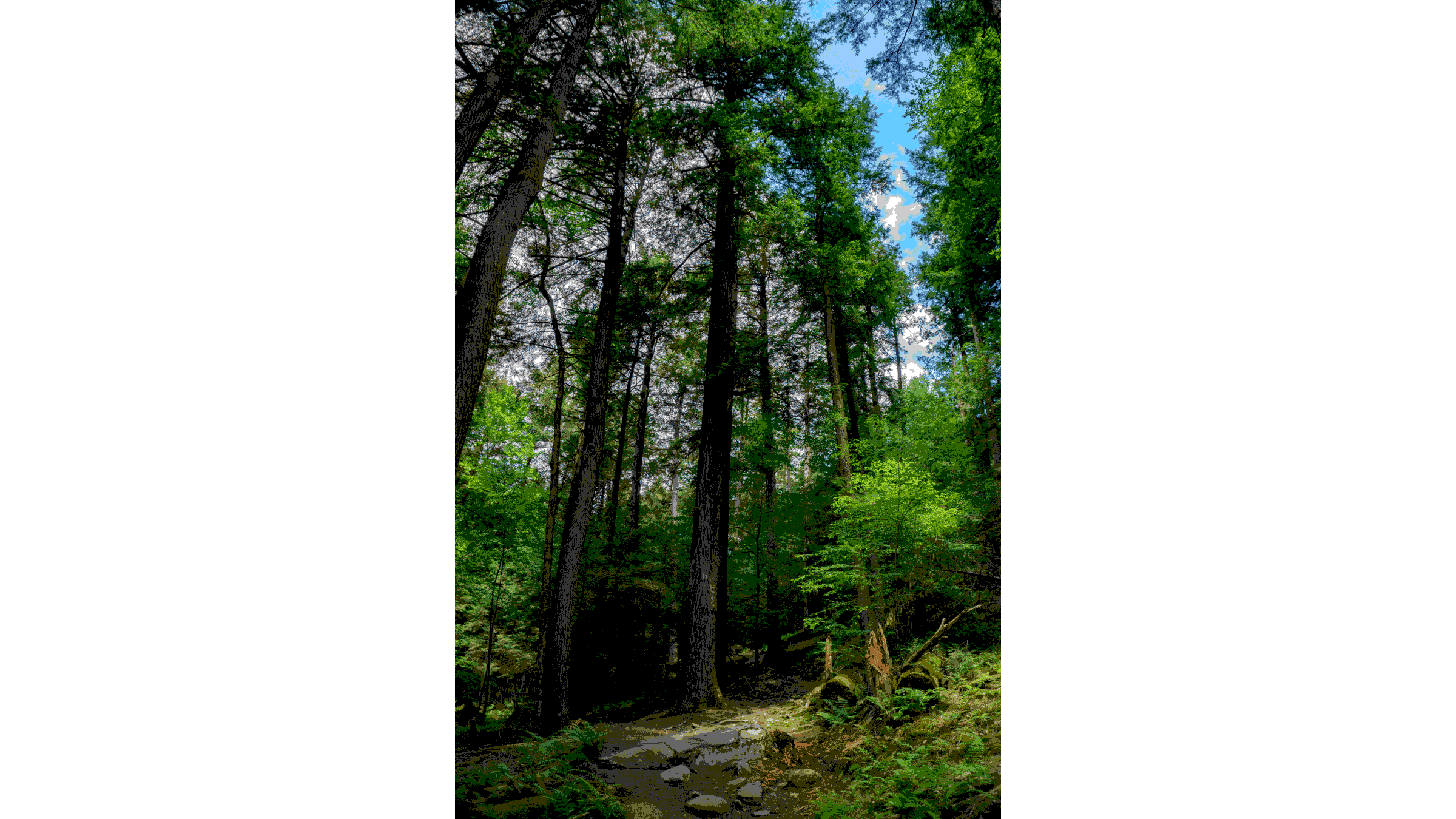 See the World's Oldest Trees on These 5 Spectacular Hikes - Backpacker