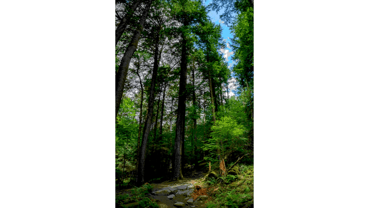 See the World's Oldest Trees on These 5 Spectacular Hikes - Backpacker
