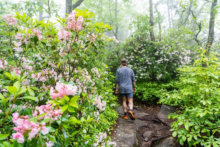 Forest Bathing Exists In Appalachia, Too. Here's How To Do It - Backpacker