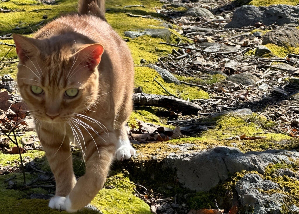 The Internet-Famous Orange Cat Guiding Hikers on the Appalachian Trail ...