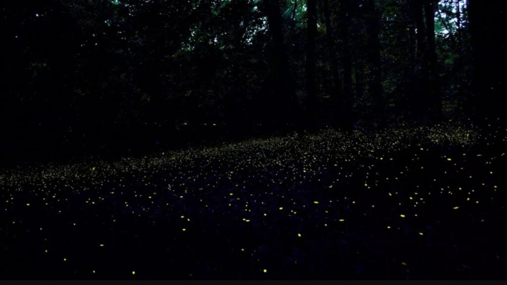Want to See Congaree’s Synchronized Fireflies This Year? Here’s What ...