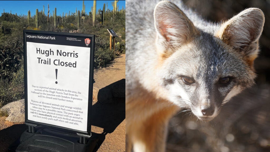 Rabid Fox Attacks 3 Hikers at Arizona National Park - Backpacker