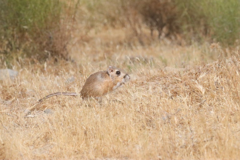 I Seek Endangered Species in the Wild. Here's What I've Learned ...