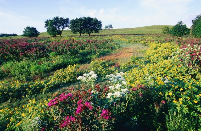 America's Best Wildflower Hikes