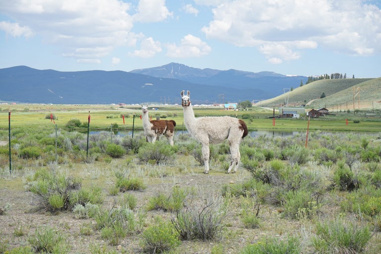 In Colorado, You Can Encounter Trail Work Llamas - Backpacker