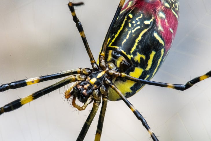 A New, Giant Spider Has Moved Into America’s Most Popular National Park