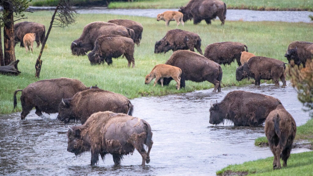 Montana Is Suing to Cut Yellowstone's Bison Herd in Half - Backpacker