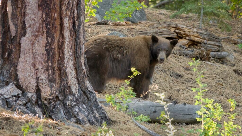 Bear Breaks Into Ice Cream Shop, Steals Gallons Of Cookie Dough ...