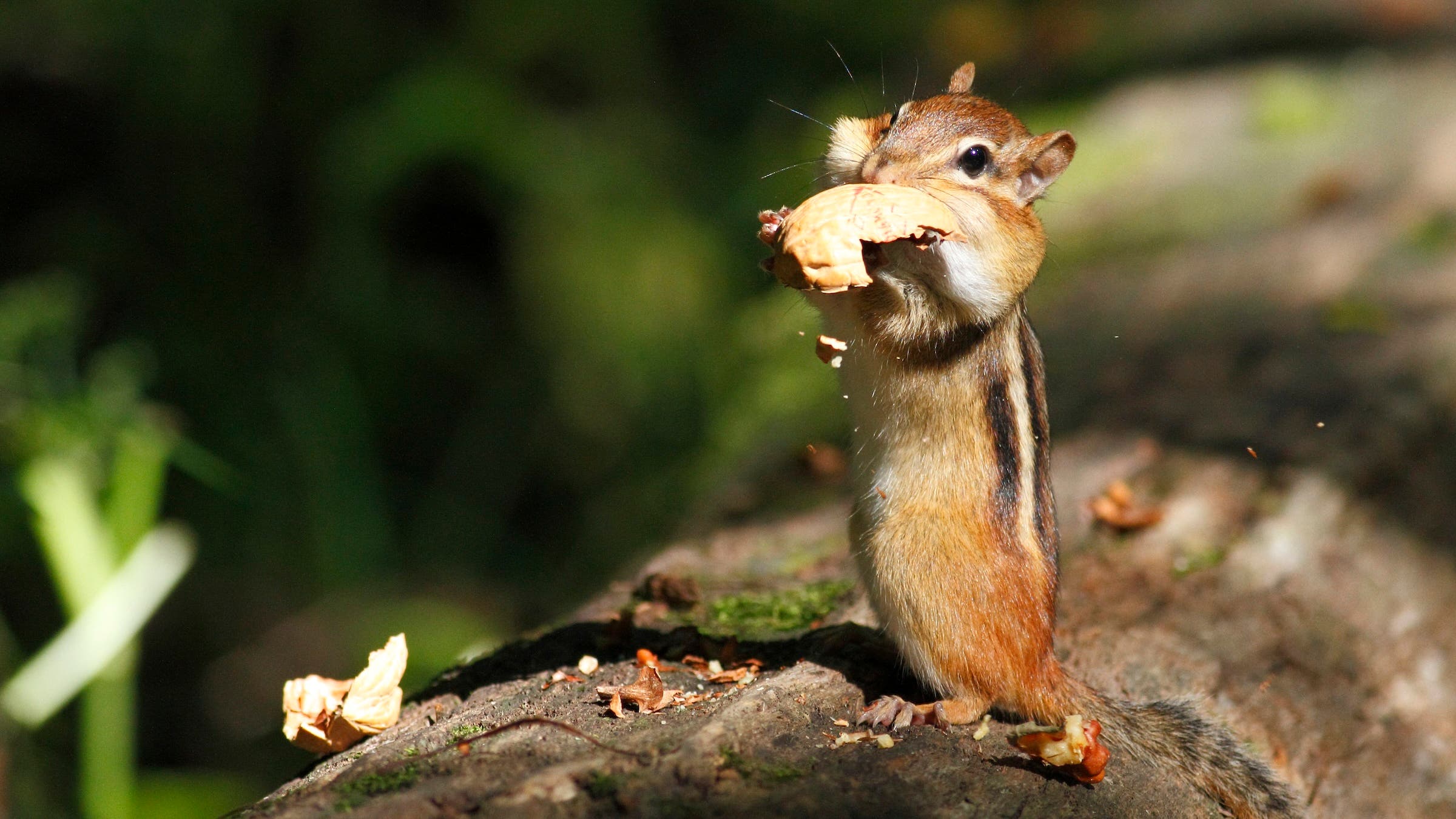 Keep Rodents Out of Your Hiking Food With These 4 Tips - Backpacker