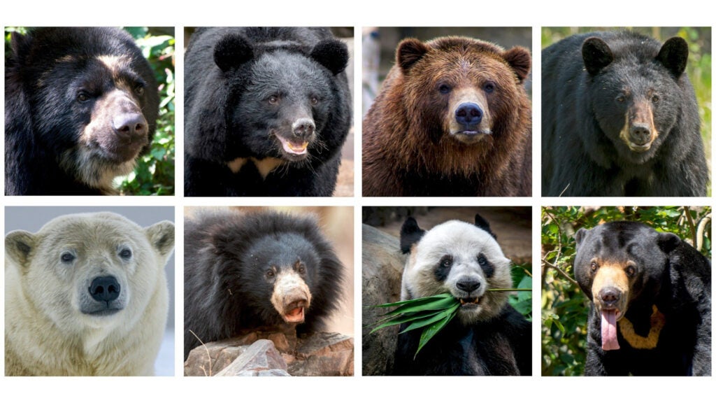 An Expert Ranks Every Bear Species in the World. - Backpacker