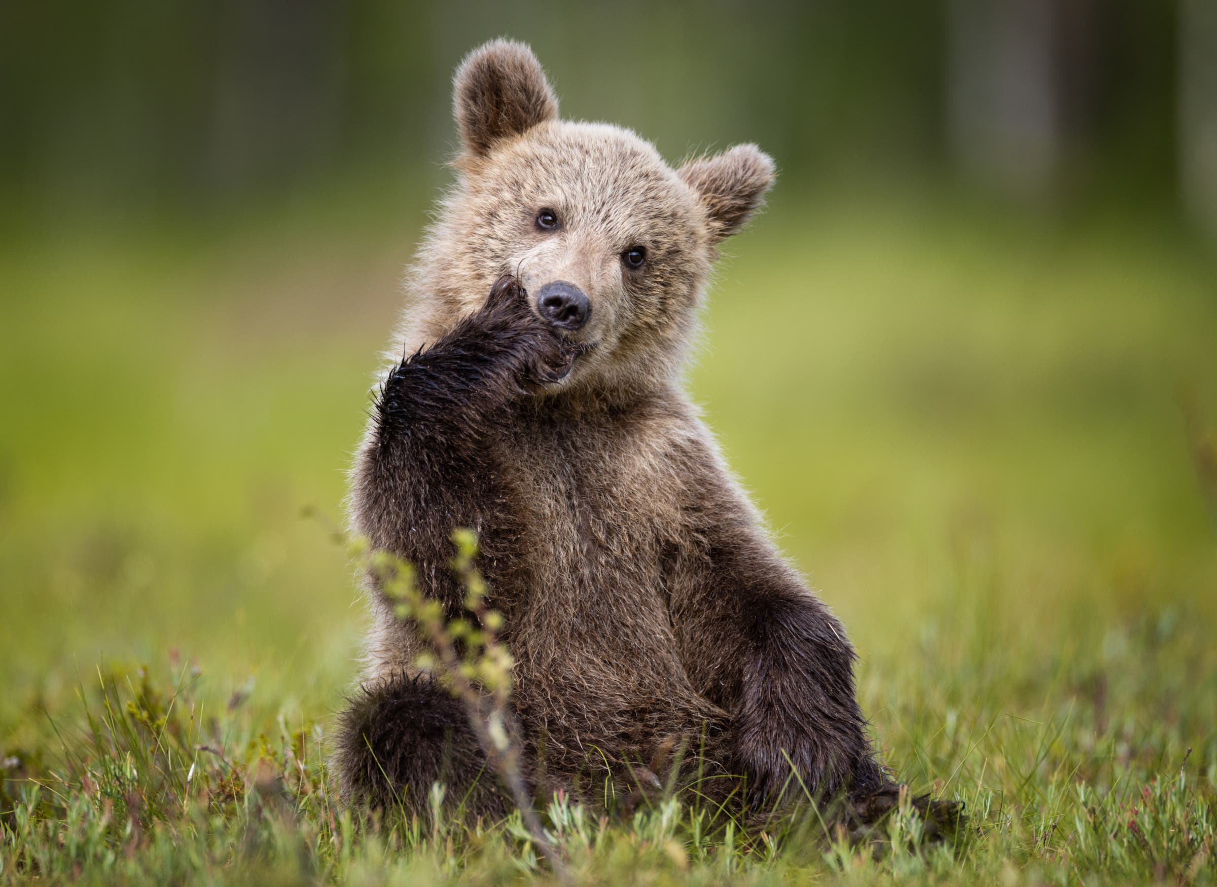 Why Are Bear Cubs So Cute? Science Has an Answer.